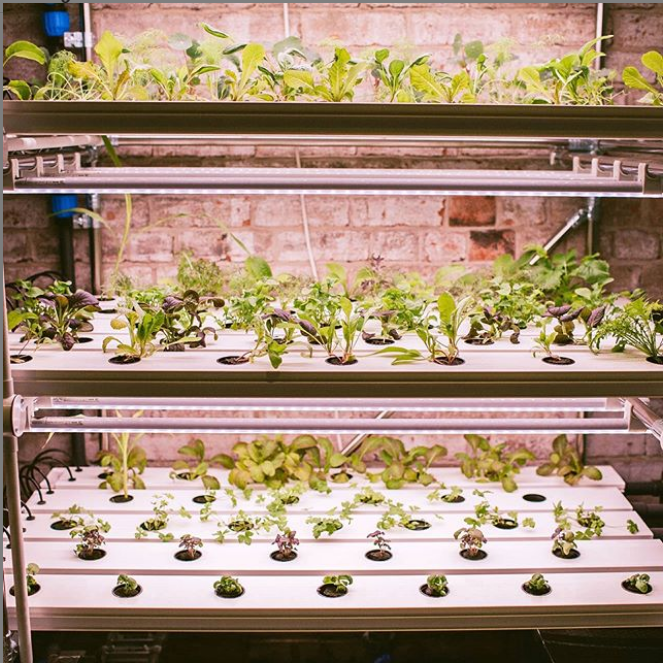 High Quality H Shaped NFT Grow System - Shanghai Dehuan Industry Co. , Ltd