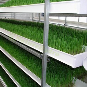 Hydroponic Fodder System