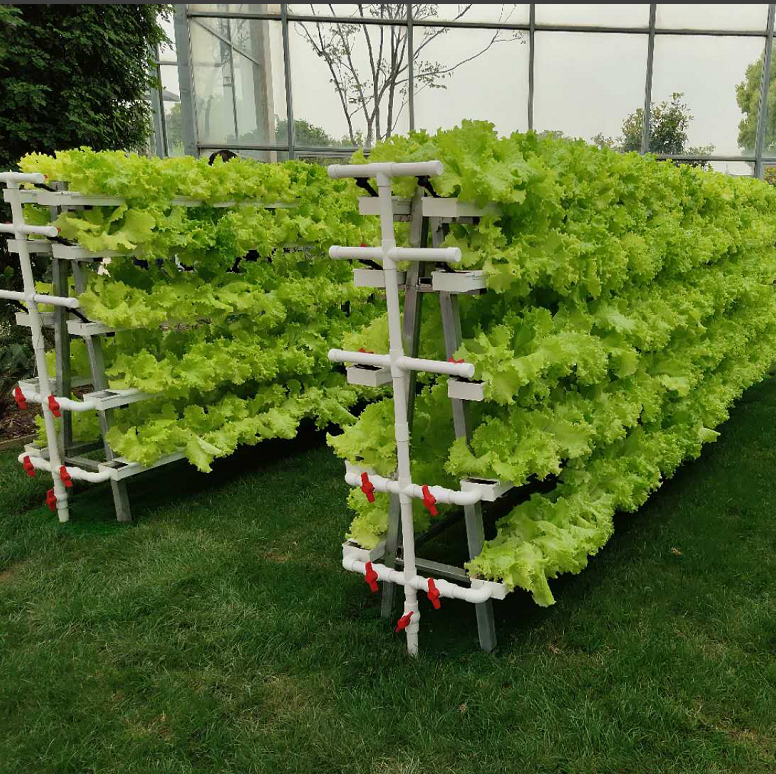 Hydroponic Vertical Farming A Shaped NFT Grow System - Shanghai Dehuan ...